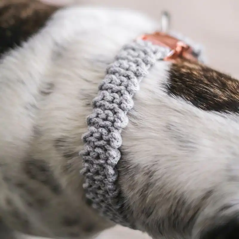 30 Fashionable Crochet Patterns For Dog Leashes And Collars For Your ...