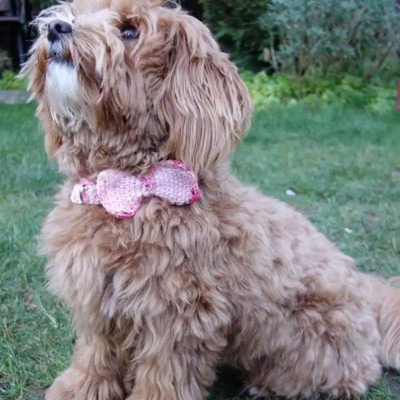 30 Fashionable Crochet Patterns For Dog Leashes And Collars For Your ...
