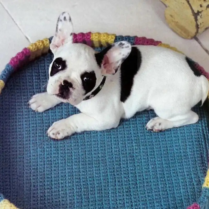 35 Crochet Pet Beds And Blankets Patterns For Your Beloved Pets - Craft ...